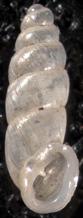 Land snails of Wisconsin